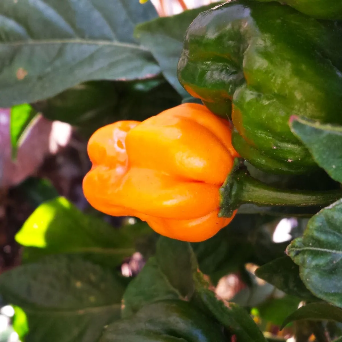 45 Types of Peppers | A to Z | Photos - Butter N Thyme