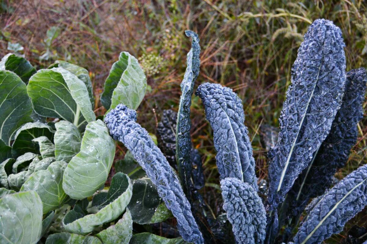 25 Types of Cabbage | A-to-Z | Photos - Butter N Thyme