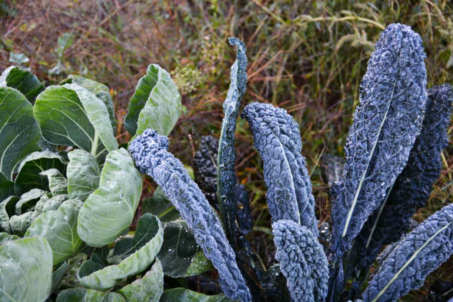 25 Types of Cabbage | A-to-Z | Photos - Butter N Thyme