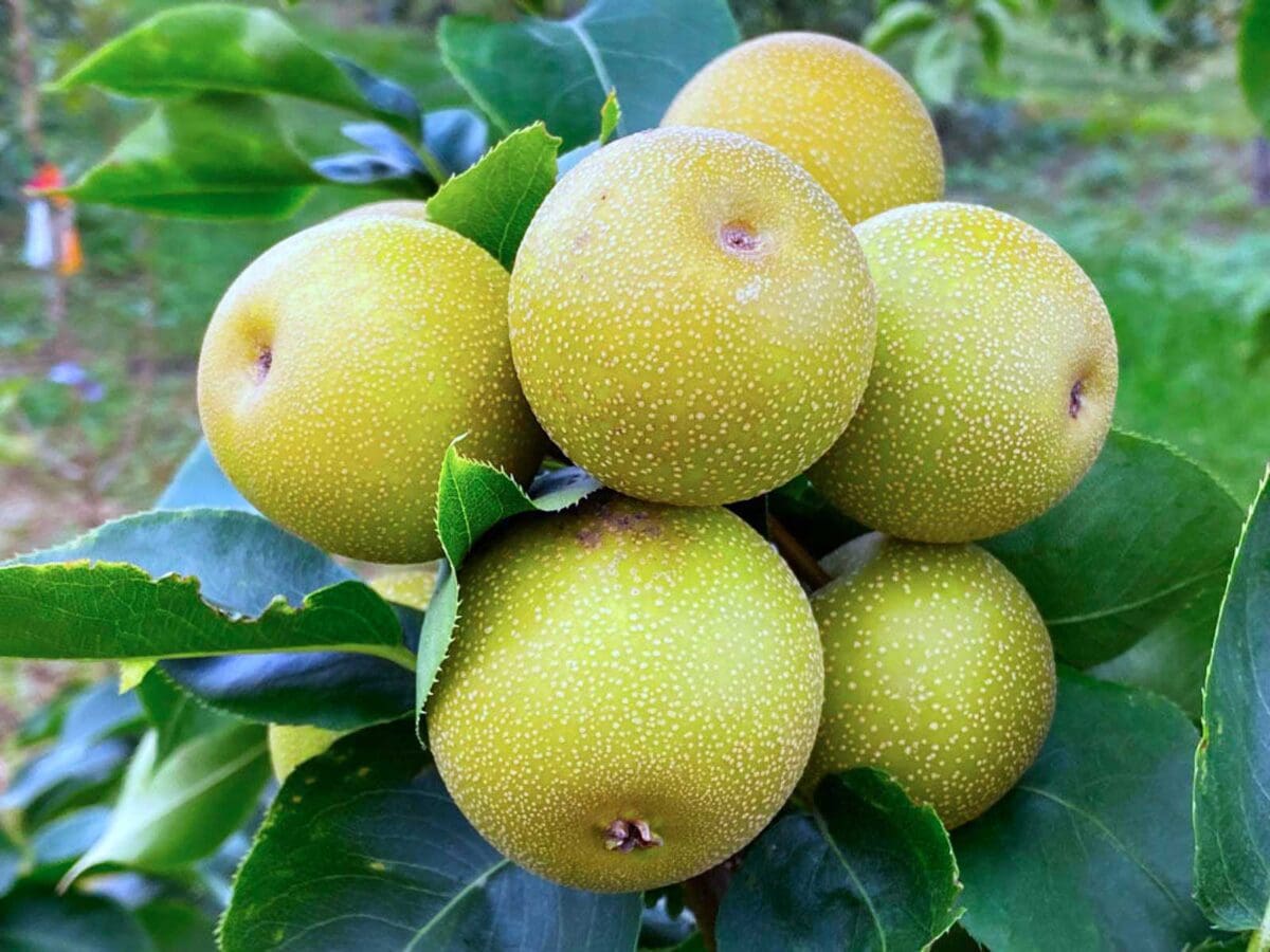 10 Types of Asian Pears | A to Z | Photos - Butter N Thyme