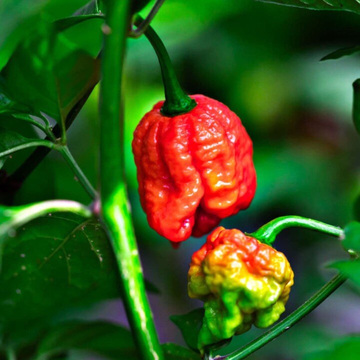 How Hot Are Jalapeño Peppers: 9 Types - Butter N Thyme