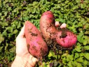 39 Types of Sweet Potatoes: (A to Z) Photos - Butter N Thyme
