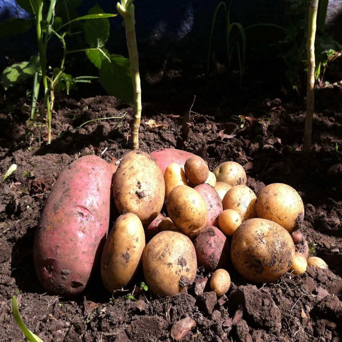 How To Grow Sweet Potatoes 🥔 Plant, Care & Harvest - Butter N Thyme