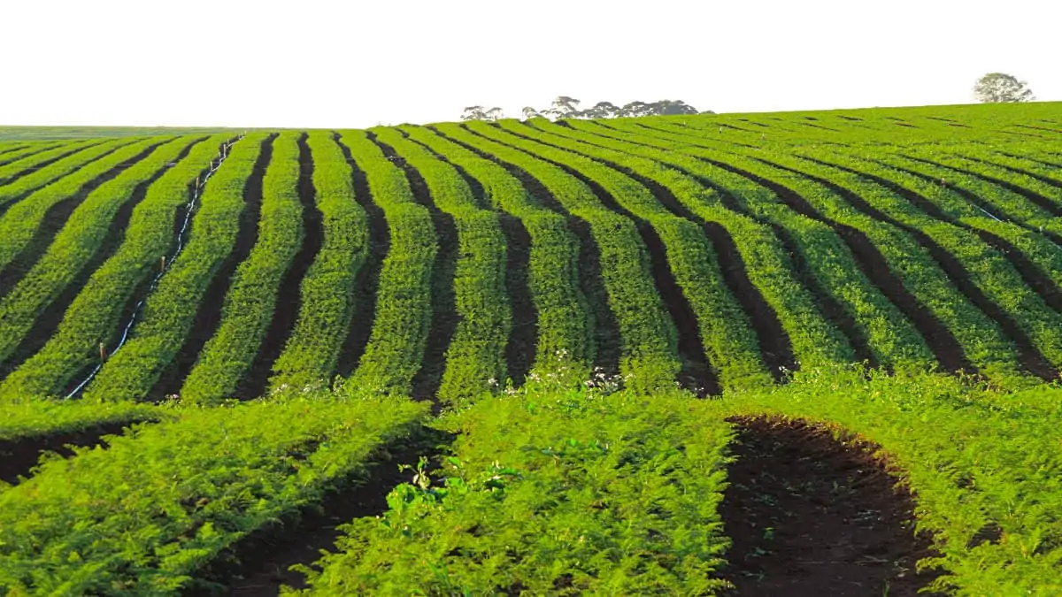 45 Types of Carrots | A-to-Z | Photos - Butter N Thyme