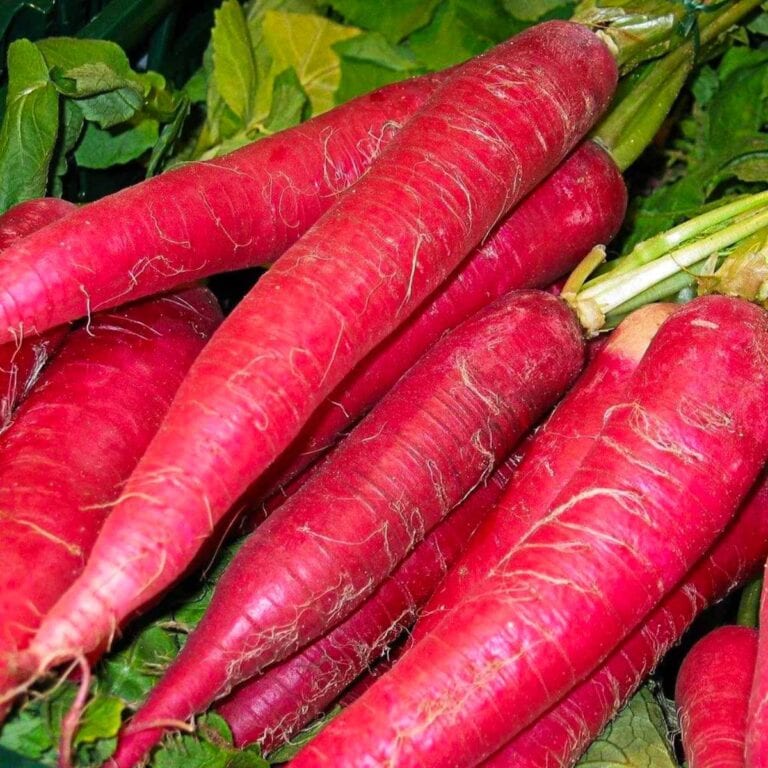 45 Types of Carrots | A-to-Z | Photos - Butter N Thyme