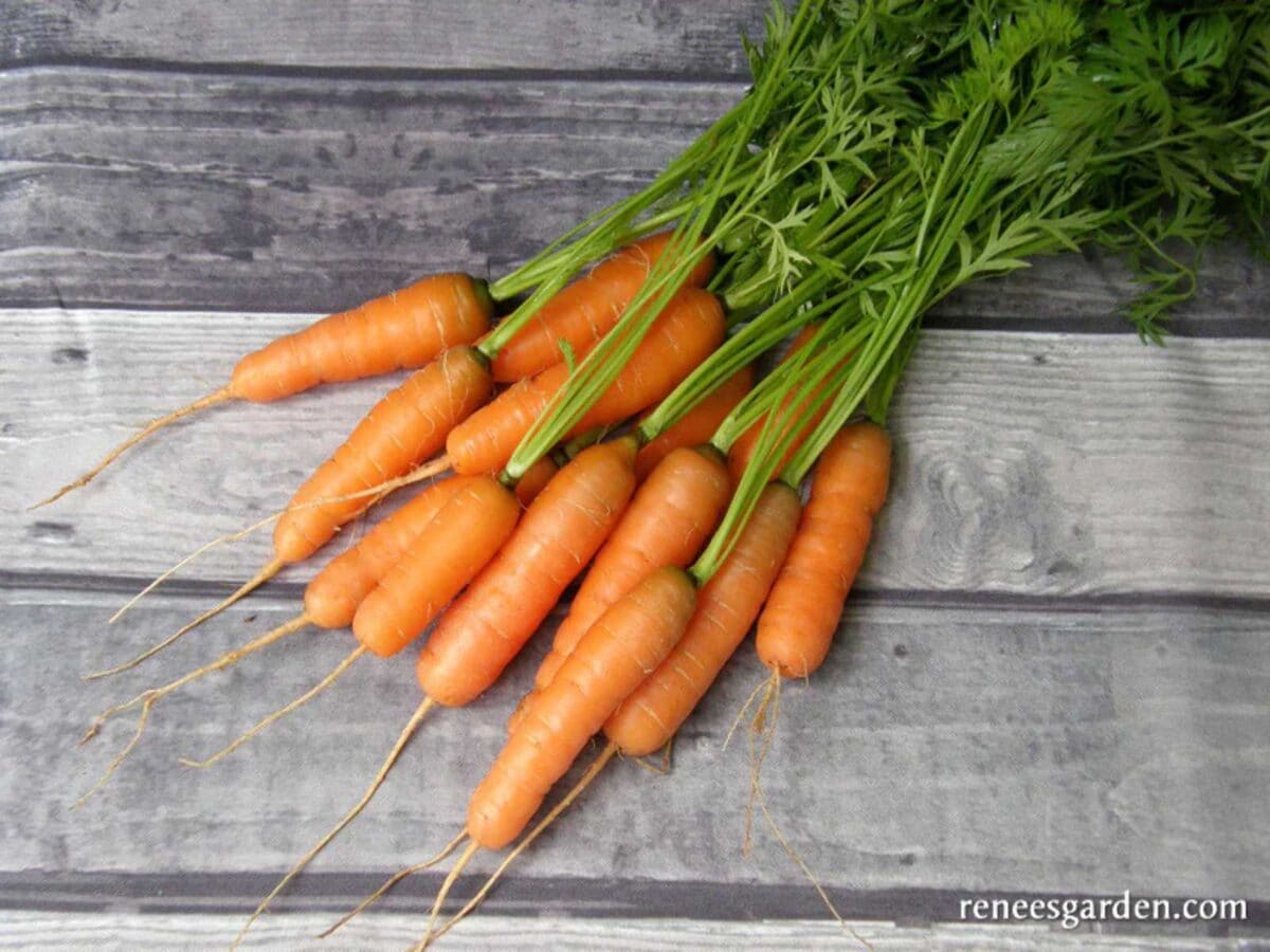45 Types of Carrots | A-to-Z | Photos - Butter N Thyme