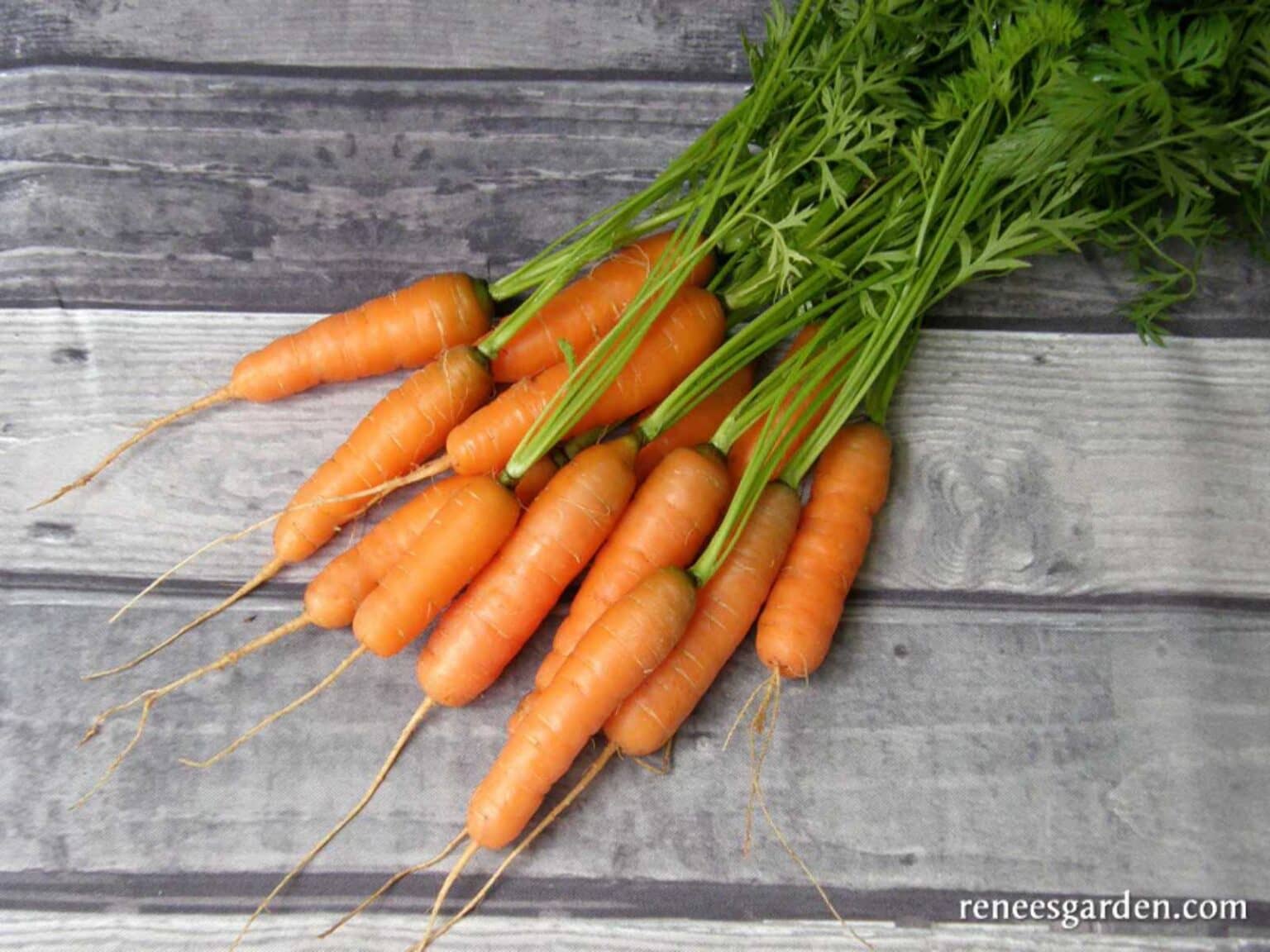 45 Types of Carrots | A-to-Z | Photos - Butter N Thyme