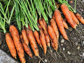 45 Types of Carrots | A-to-Z | Photos - Butter N Thyme