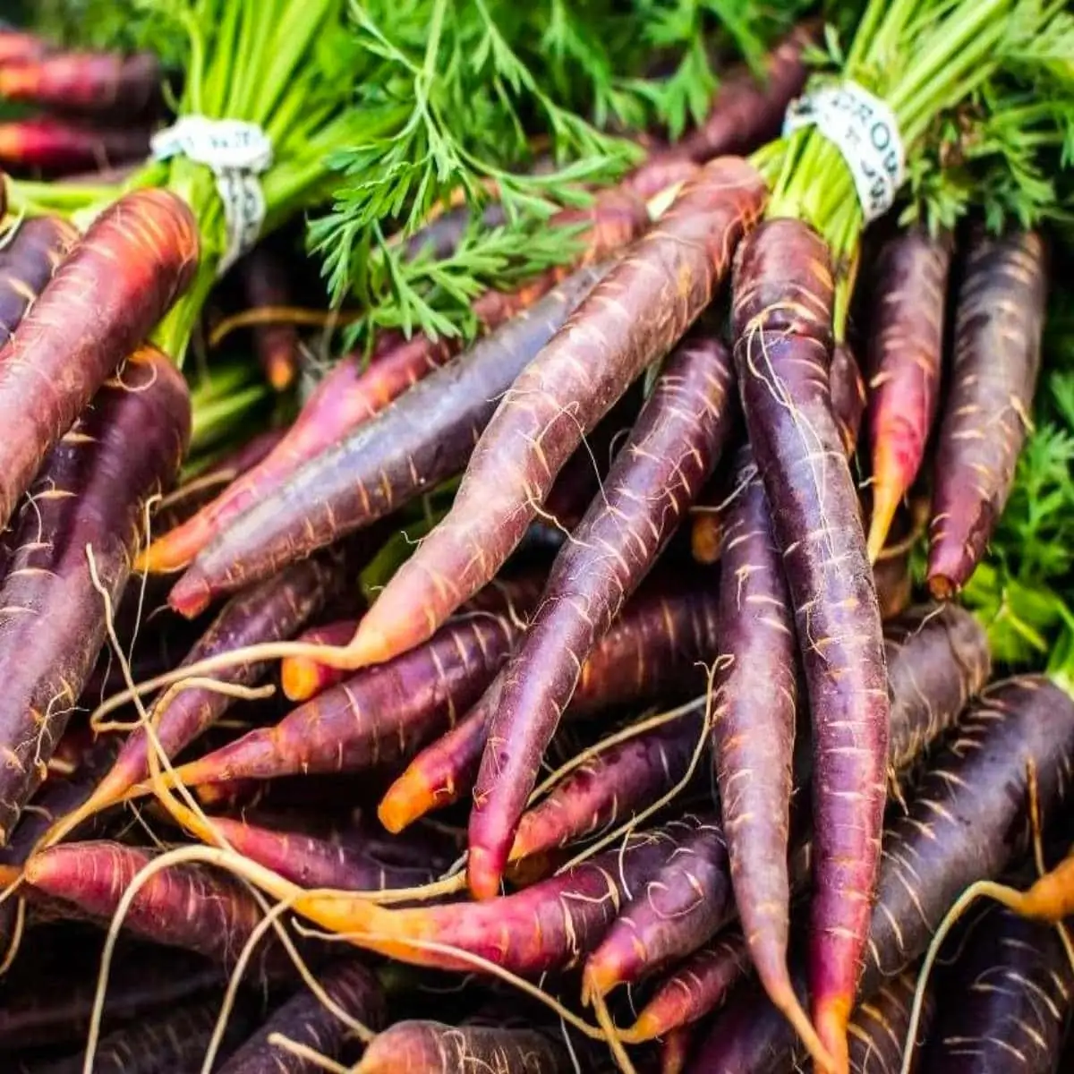 45 Types of Carrots | A-to-Z | Photos - Butter N Thyme