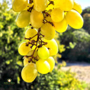 Cotton Candy Grapes: Comprehensive Guide - Butter N Thyme