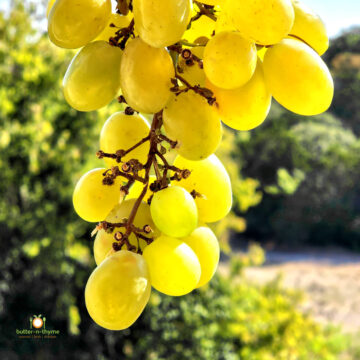 Cotton Candy Grapes: Comprehensive Guide - Butter N Thyme