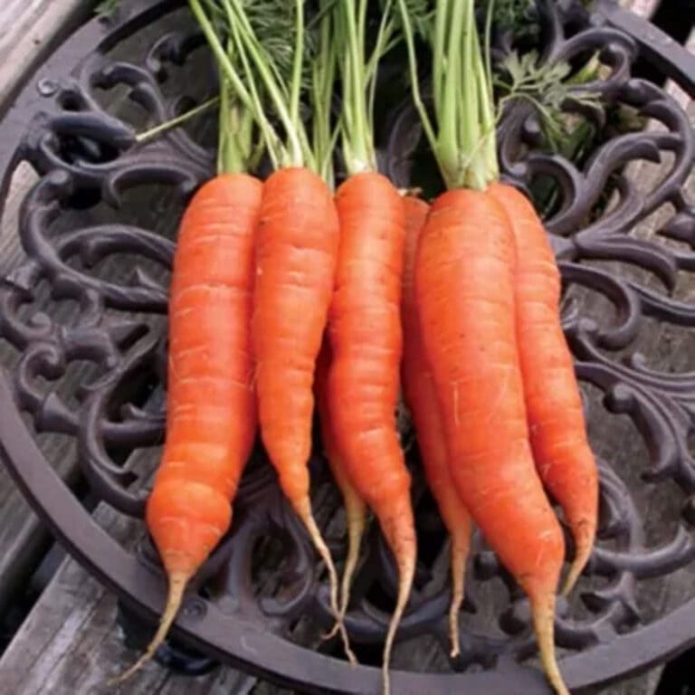 45 Types of Carrots | A-to-Z | Photos - Butter N Thyme