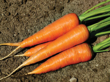 45 Types of Carrots | A-to-Z | Photos - Butter N Thyme