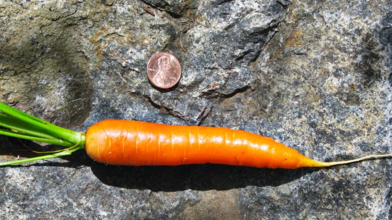 45 Types of Carrots | A-to-Z | Photos - Butter N Thyme