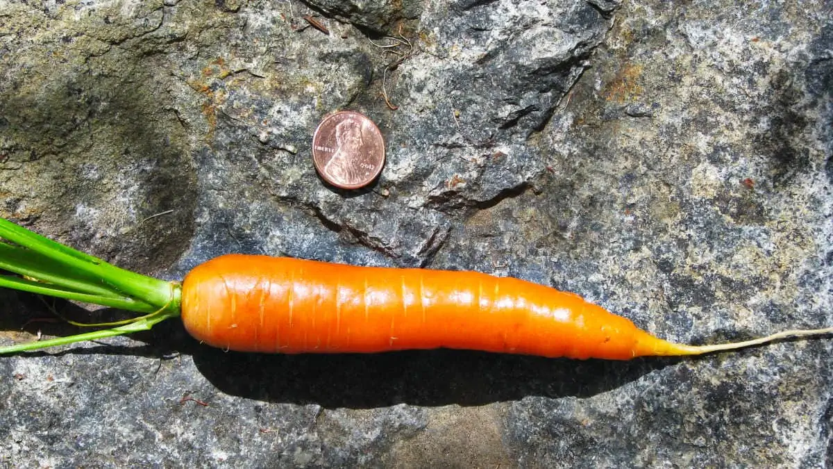 45 Types of Carrots | A-to-Z | Photos - Butter N Thyme