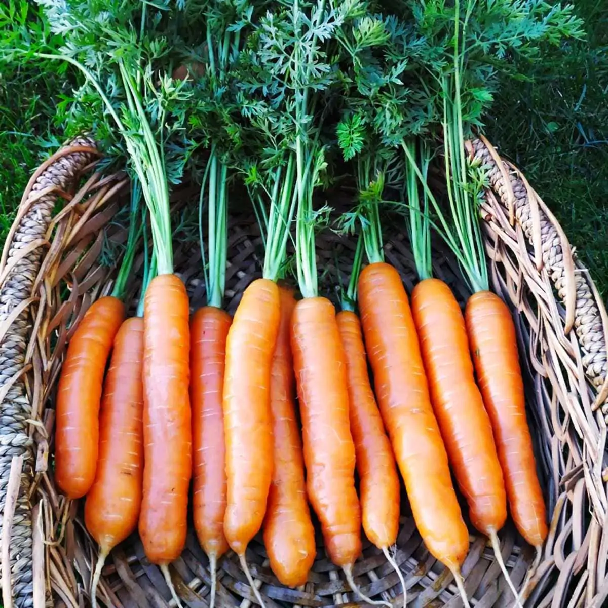 45 Types of Carrots | A-to-Z | Photos - Butter N Thyme