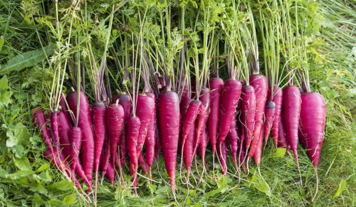 45 Types of Carrots | A-to-Z | Photos - Butter N Thyme