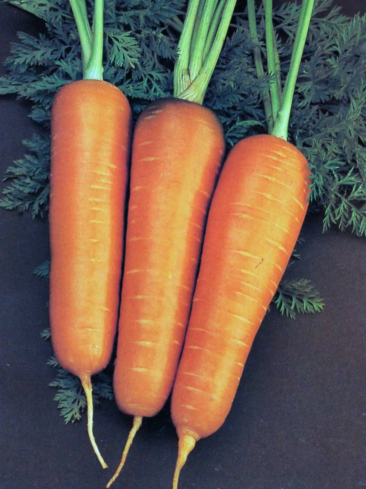 45 Types of Carrots | A-to-Z | Photos - Butter N Thyme