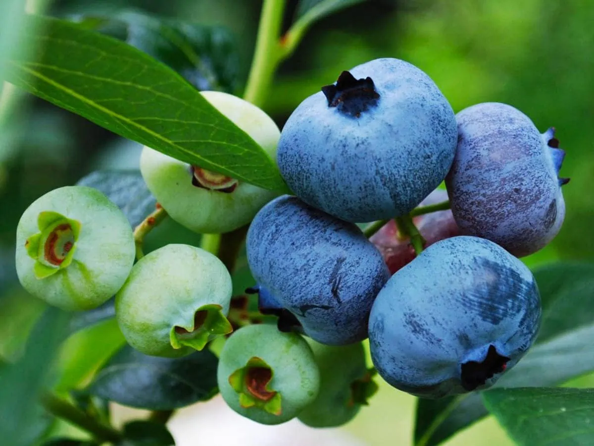 When Is Picking Blueberry Season? - Butter N Thyme
