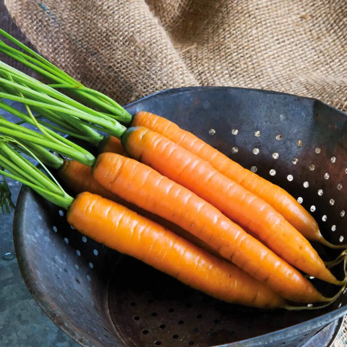 45 Types of Carrots | A-to-Z | Photos - Butter N Thyme