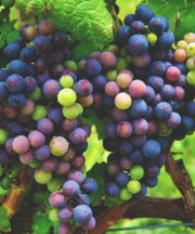 When Are Grapes In Season | 11 Best Tips - Butter N Thyme