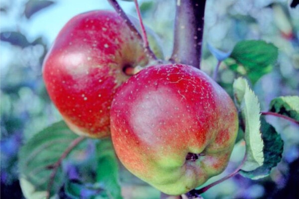 80 Types of Apples | A-to-Z | Photos - Butter N Thyme