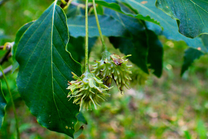 Beech Tree Nuts | 13 Species - Butter N Thyme