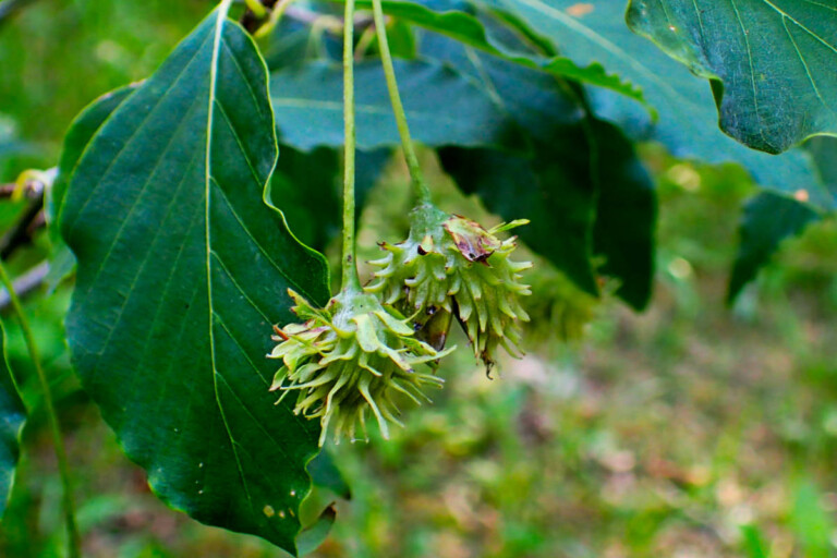 Beech Tree Nuts | 13 Species - Butter N Thyme