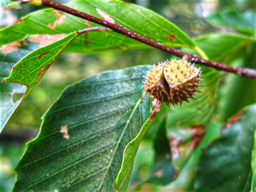 Beech Tree Nuts | 13 Species - Butter N Thyme