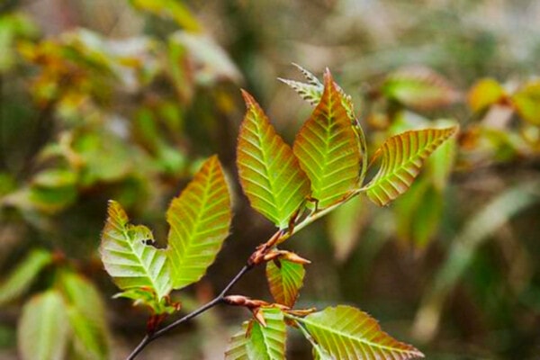 Beech Tree Nuts | 13 Species - Butter N Thyme