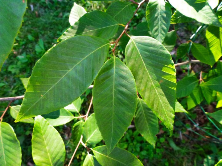 Beech Tree Nuts | 13 Species - Butter N Thyme