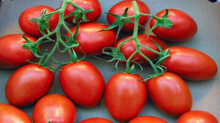 5 Best Tomatoes For Salsa - Butter N Thyme