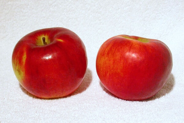 80 Types of Apples | A-to-Z | Photos - Butter N Thyme