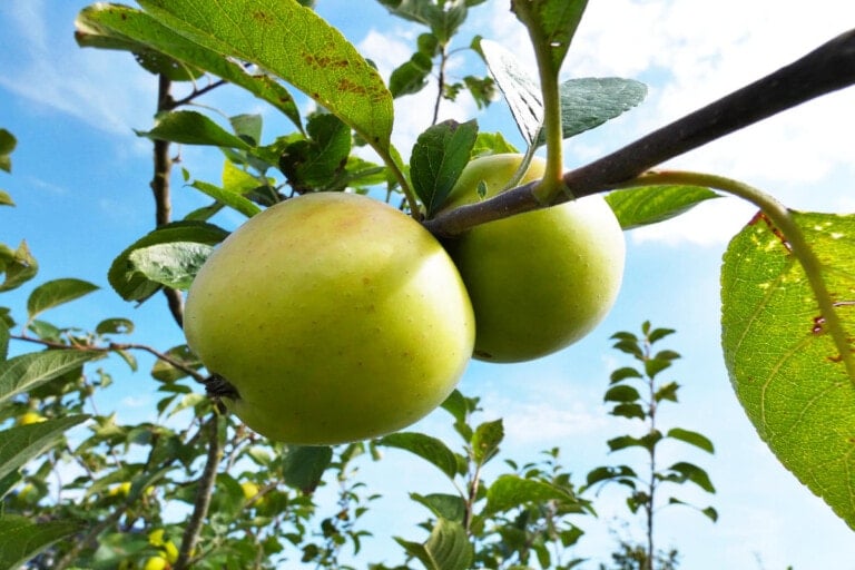 Types Of Sour Green Apples 🍏 A-to-Z | Photos - Butter N Thyme