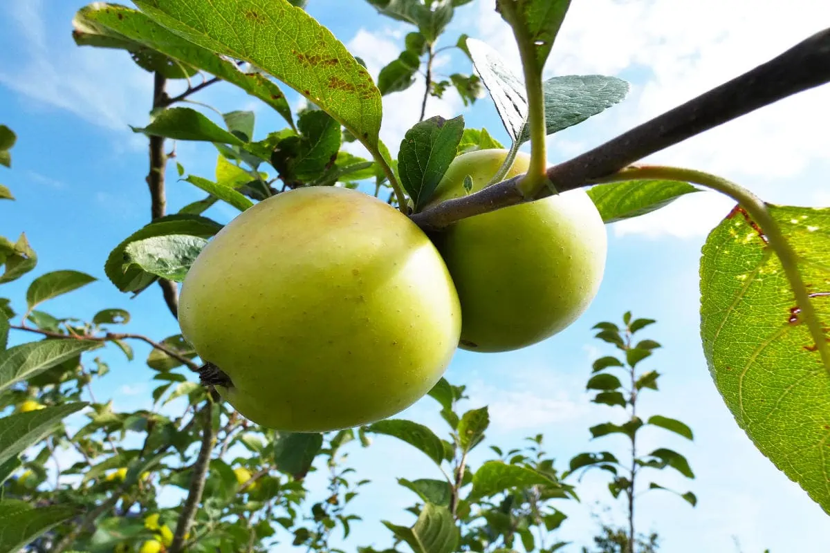 Types Of Sour Green Apples 🍏 A-to-Z | Photos - Butter N Thyme