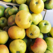Types Of Sour Green Apples 🍏 A-to-Z | Photos - Butter N Thyme