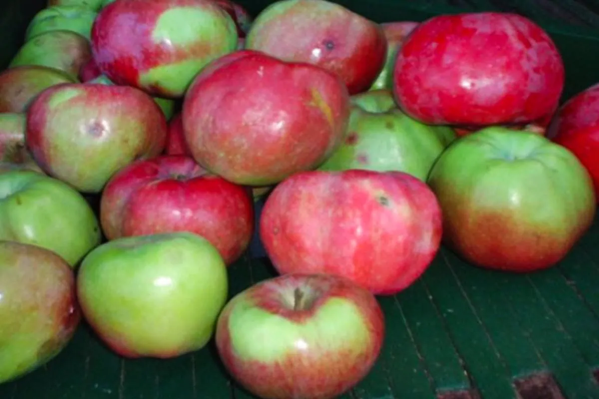 80 Types of Apples | A-to-Z | Photos - Butter N Thyme