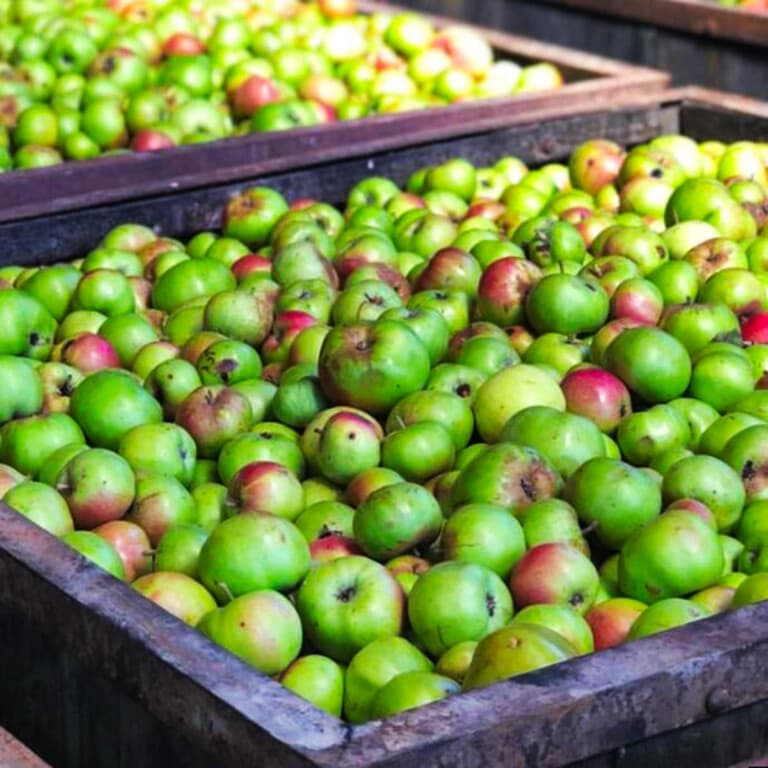Types Of Sour Green Apples 🍏 A-to-Z | Photos - Butter N Thyme