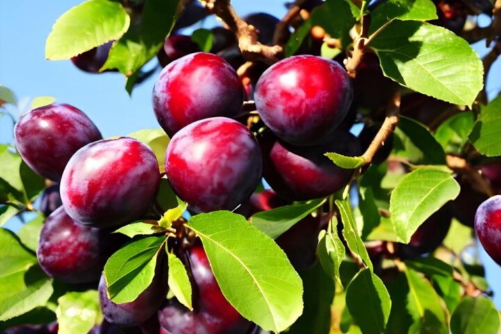 Types of Spring Fruits and Vegetables - Butter N Thyme