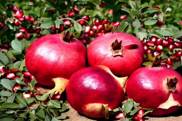 Types of Spring Fruits and Vegetables - Butter N Thyme