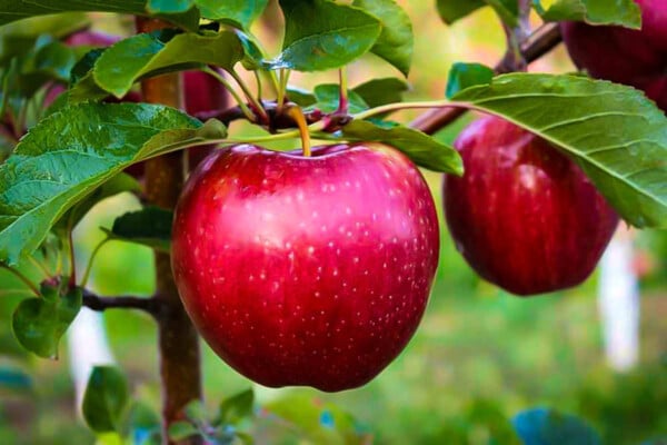 80 Types of Apples | A-to-Z | Photos - Butter N Thyme