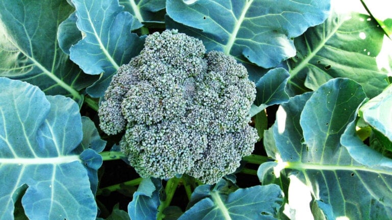 40 Types of Broccoli: 🥦(A-to-Z) Photos - Butter N Thyme