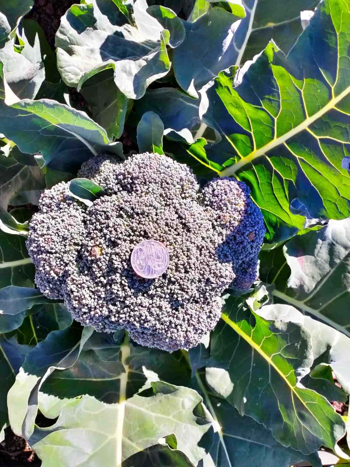 40 Types of Broccoli: 🥦(A-to-Z) Photos - Butter N Thyme