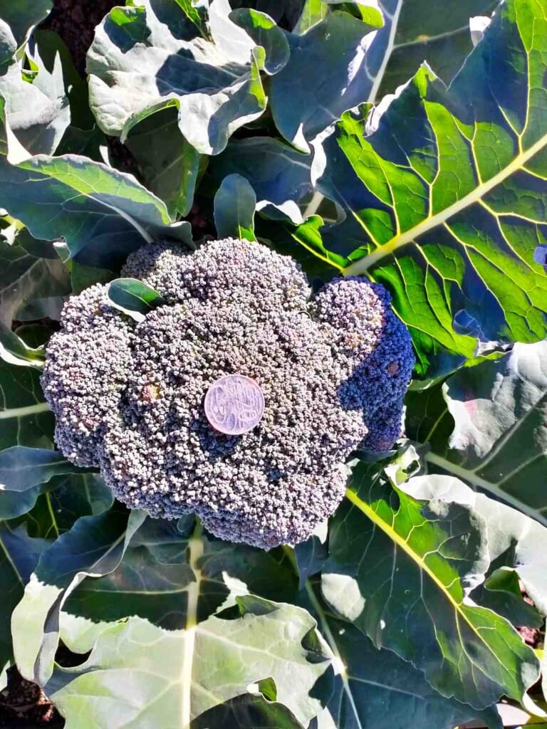 40 Types of Broccoli: 🥦(A-to-Z) Photos - Butter N Thyme