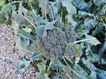 40 Types of Broccoli: 🥦(A-to-Z) Photos - Butter N Thyme