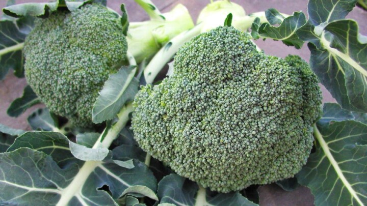 40 Types of Broccoli: 🥦(A-to-Z) Photos - Butter N Thyme