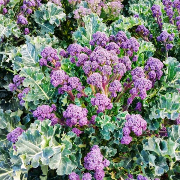 40 Types of Broccoli: 🥦(A-to-Z) Photos - Butter N Thyme