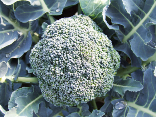 40 Types of Broccoli: 🥦(A-to-Z) Photos - Butter N Thyme
