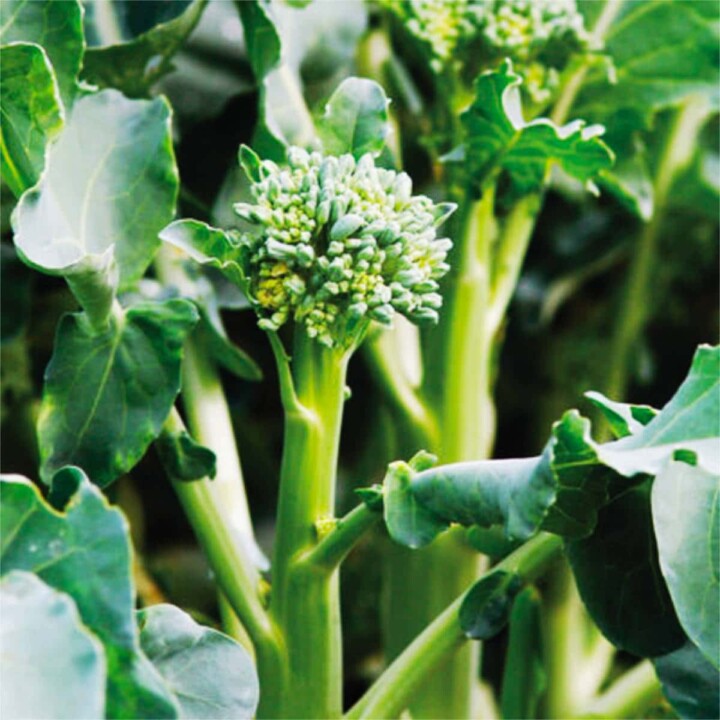 40 Types of Broccoli: 🥦(A-to-Z) Photos - Butter N Thyme