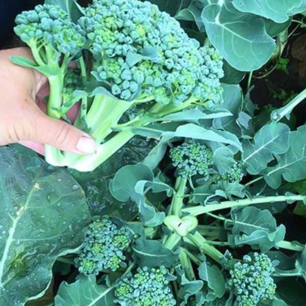 40 Types Of Broccoli 🥦 A-to-Z | Photos - Butter N Thyme